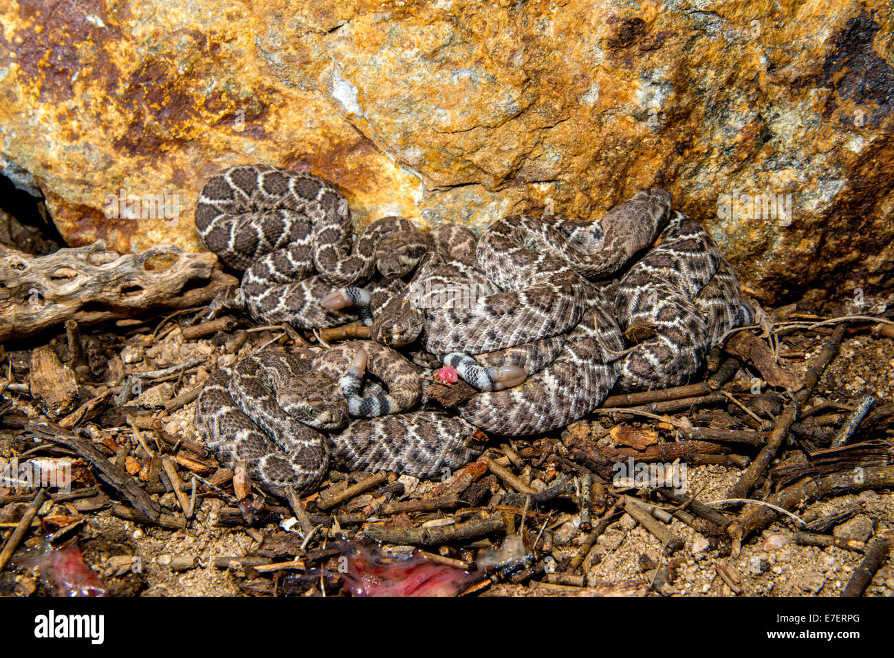 Diamondback rattlesnake fang hi-res stock photography and images - Alamy