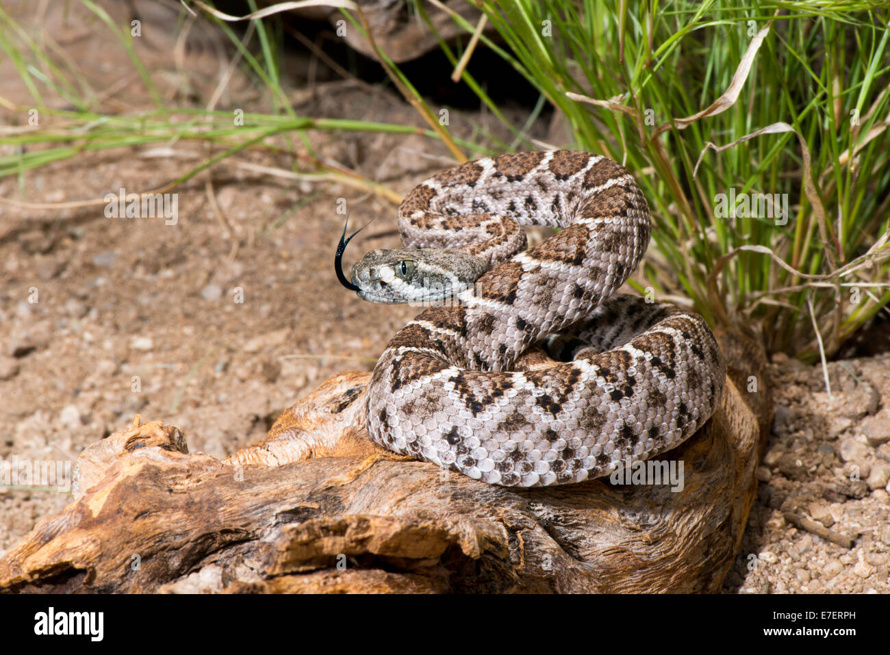 Western Diamondback Rattlesnake Crotalus atrox Tucson, Pima County ...