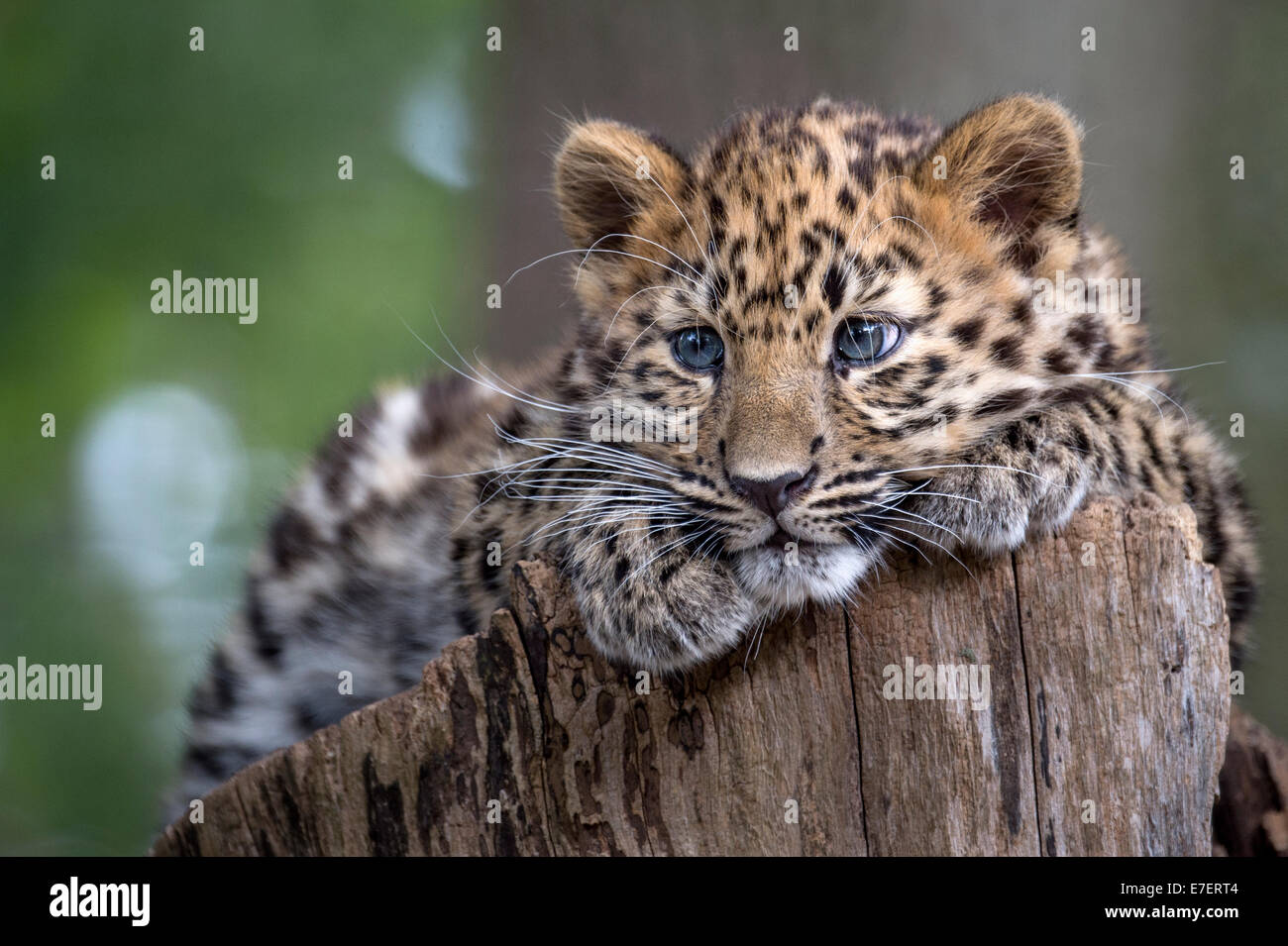 Anatolian Leopard Cubs