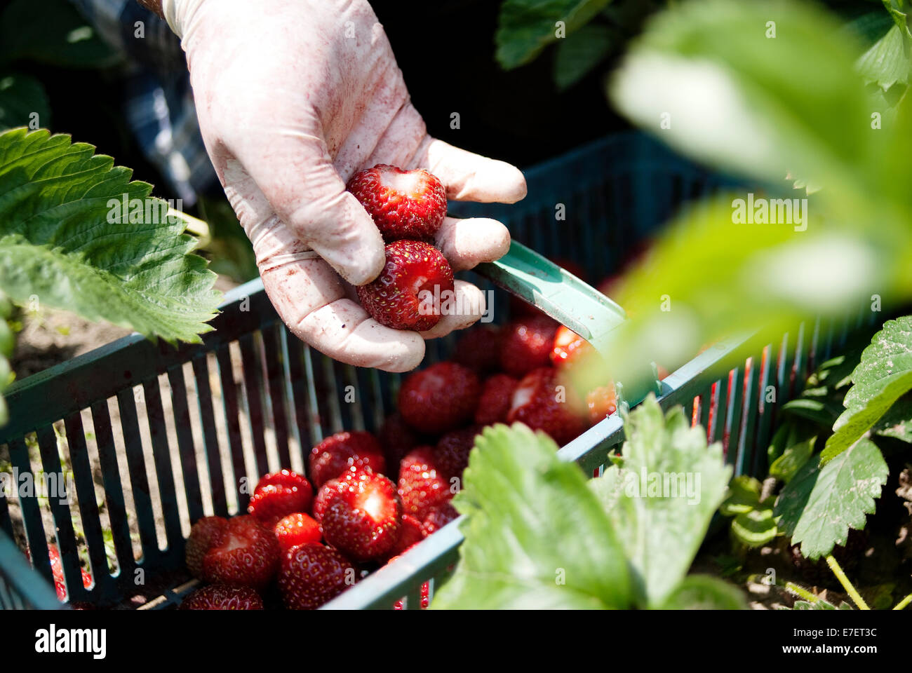 Farmer picking fresh strawberries on organic plantation during harvest ...