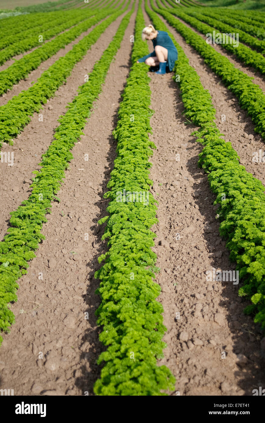 Harvesting parsley hi-res stock photography and images - Alamy