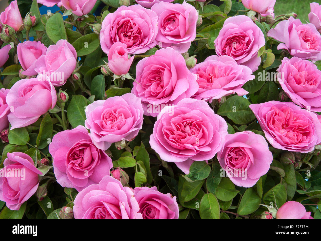 Flower show roses hi-res stock photography and images - Alamy