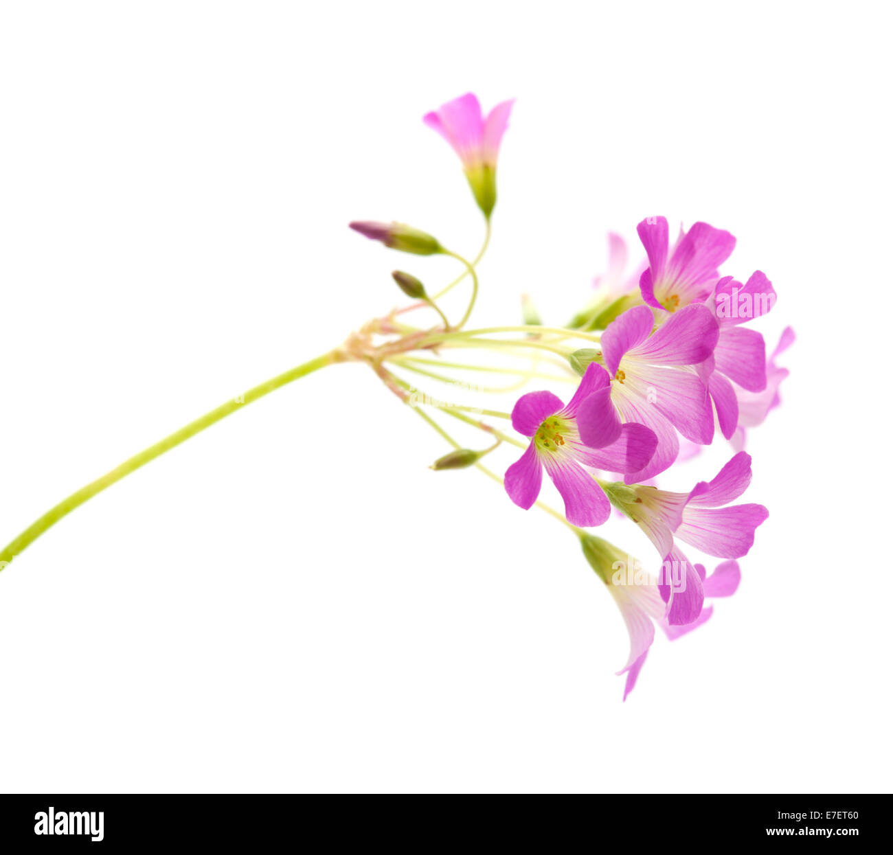 Pink flowers of Oxalis corymbosa isolated on white Stock Photo - Alamy
