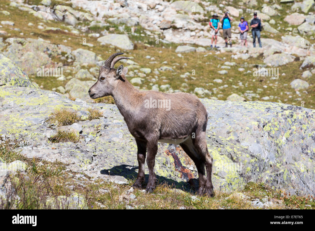 Ibex, Capra ibex on the Aiguille rouge above Chamonix, France, being ...