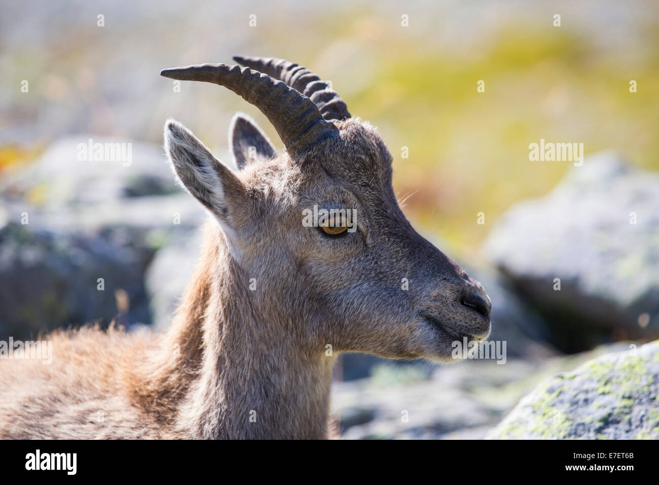Ibex, Capra ibex on the Aiguille rouge above Chamonix, France Stock ...