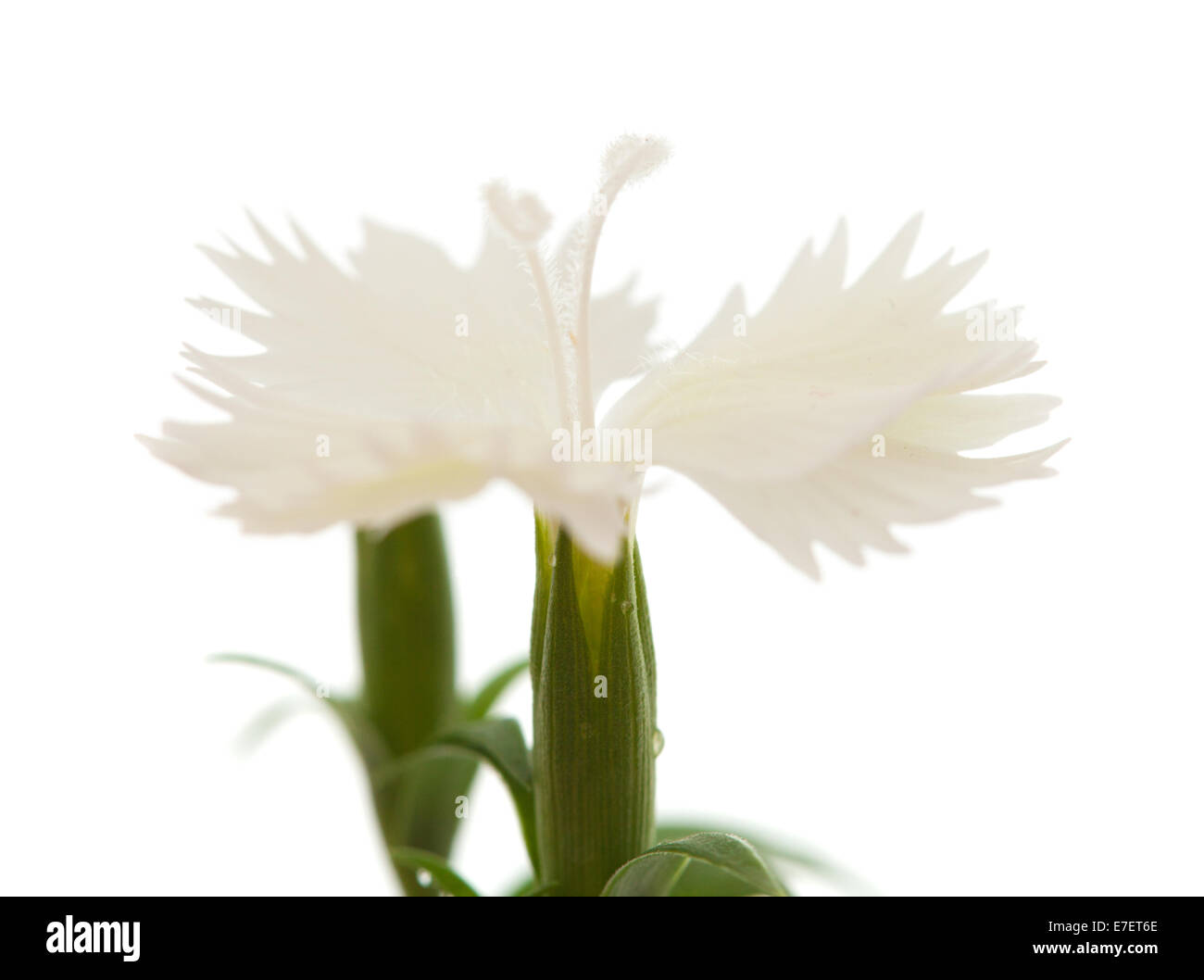 Chinese pink dianthus chinensis hi-res stock photography and images - Alamy