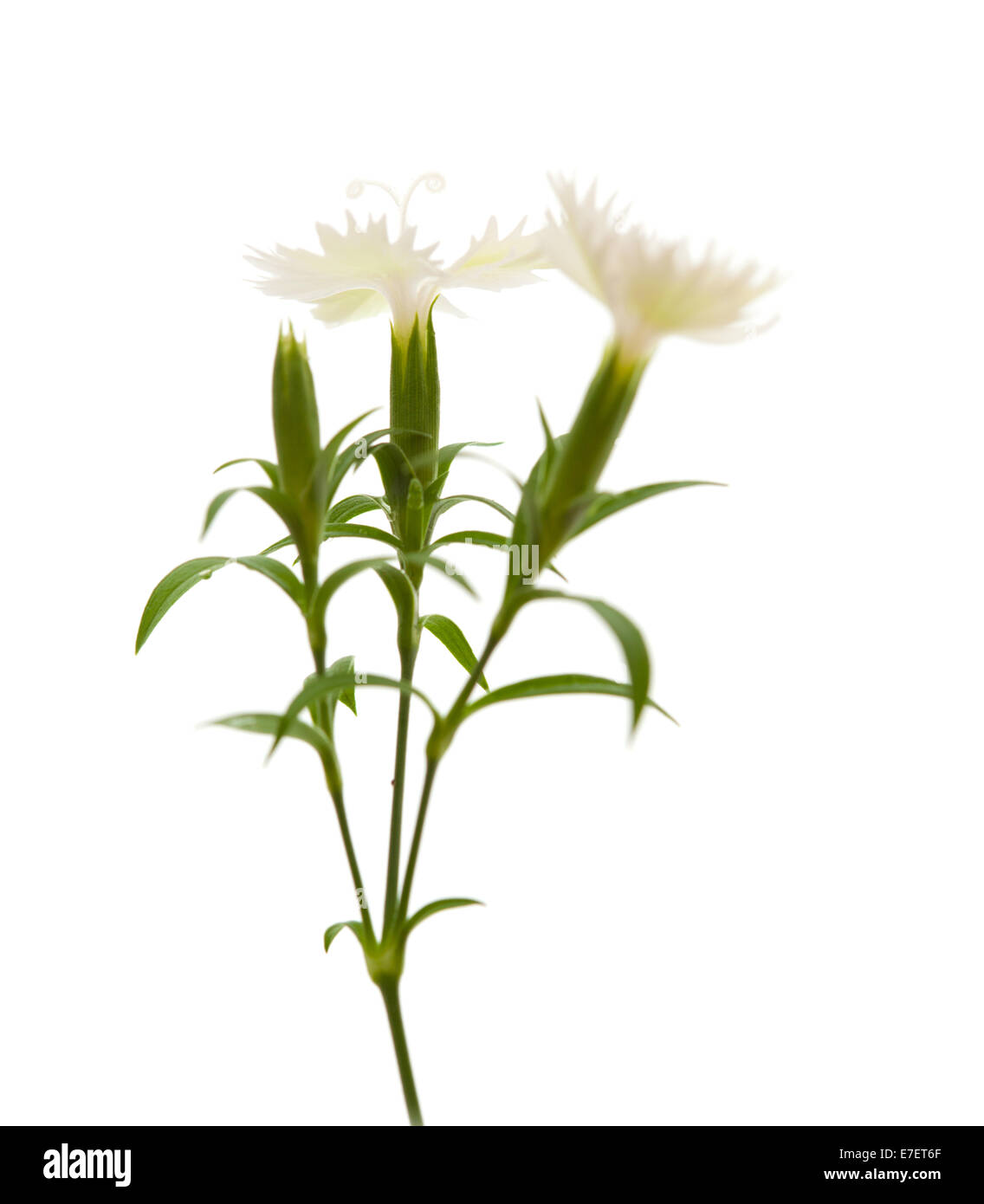 Chinese pink dianthus chinensis hi-res stock photography and images - Alamy