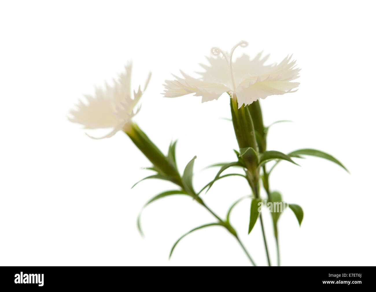 Dianthus chinensis, China pink of Chinese carnation, isolated on white ...