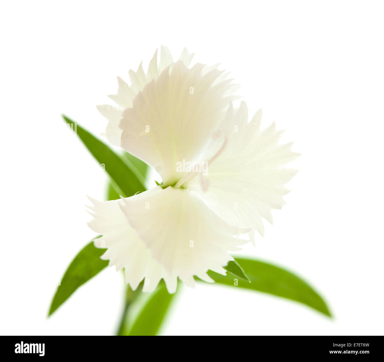 Dianthus chinensis, China pink of Chinese carnation, isolated on white ...