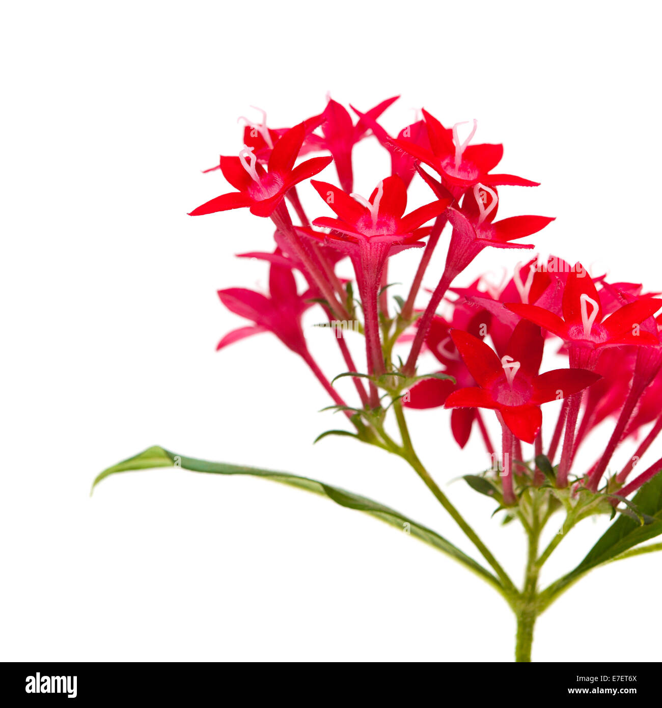 Pentas lanceolata butterfly red hi-res stock photography and images - Alamy