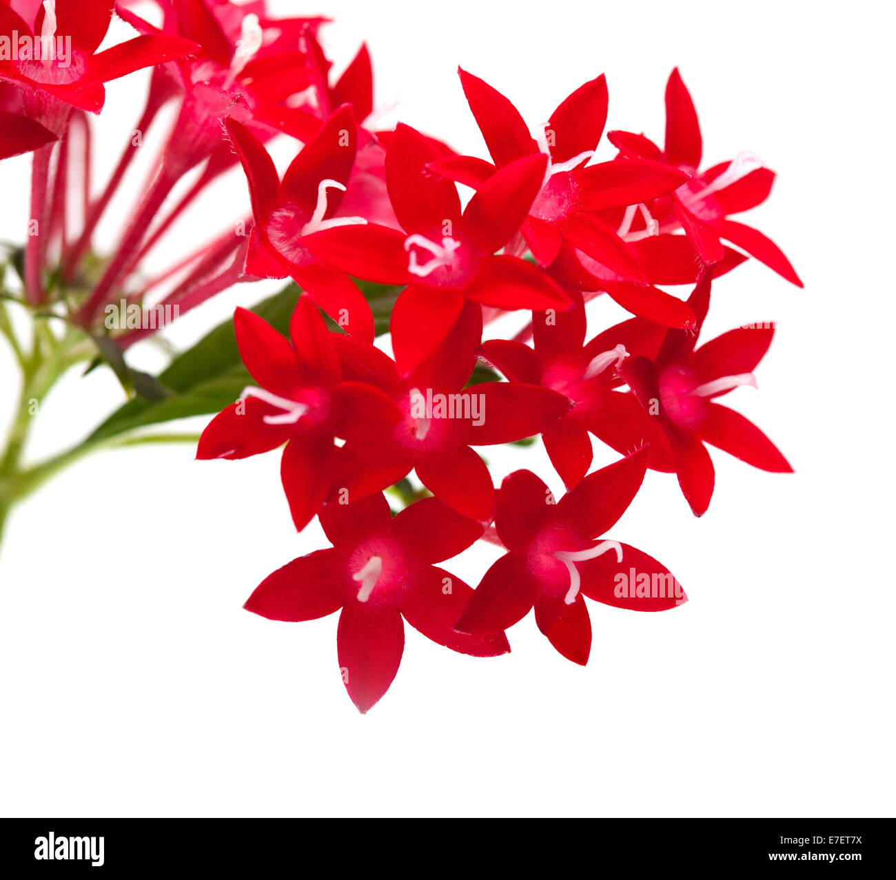 Pentas lanceolata africa hi-res stock photography and images - Alamy