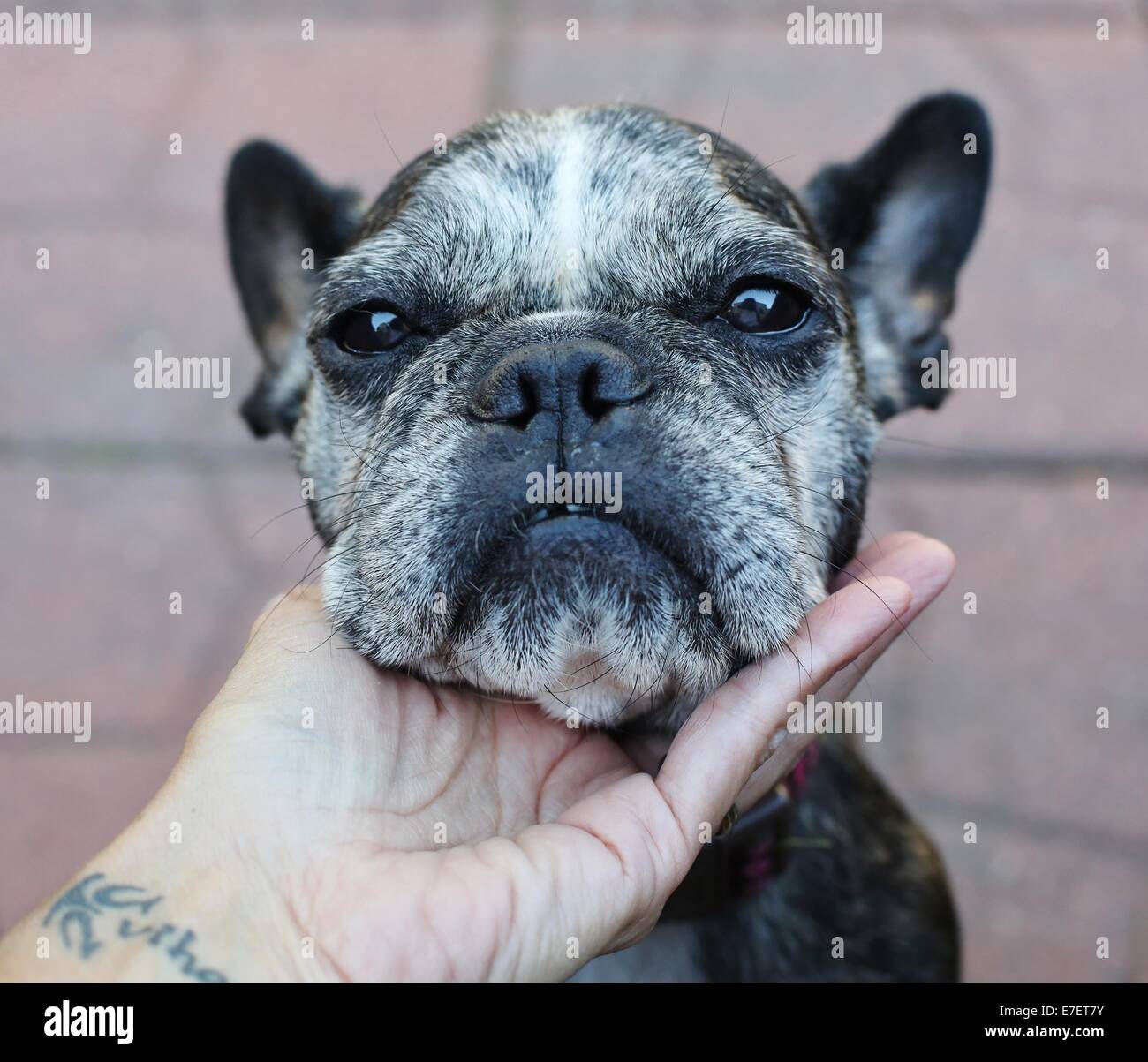 A person's hand, cupping the chin of a cute, old, gray-faced French ...