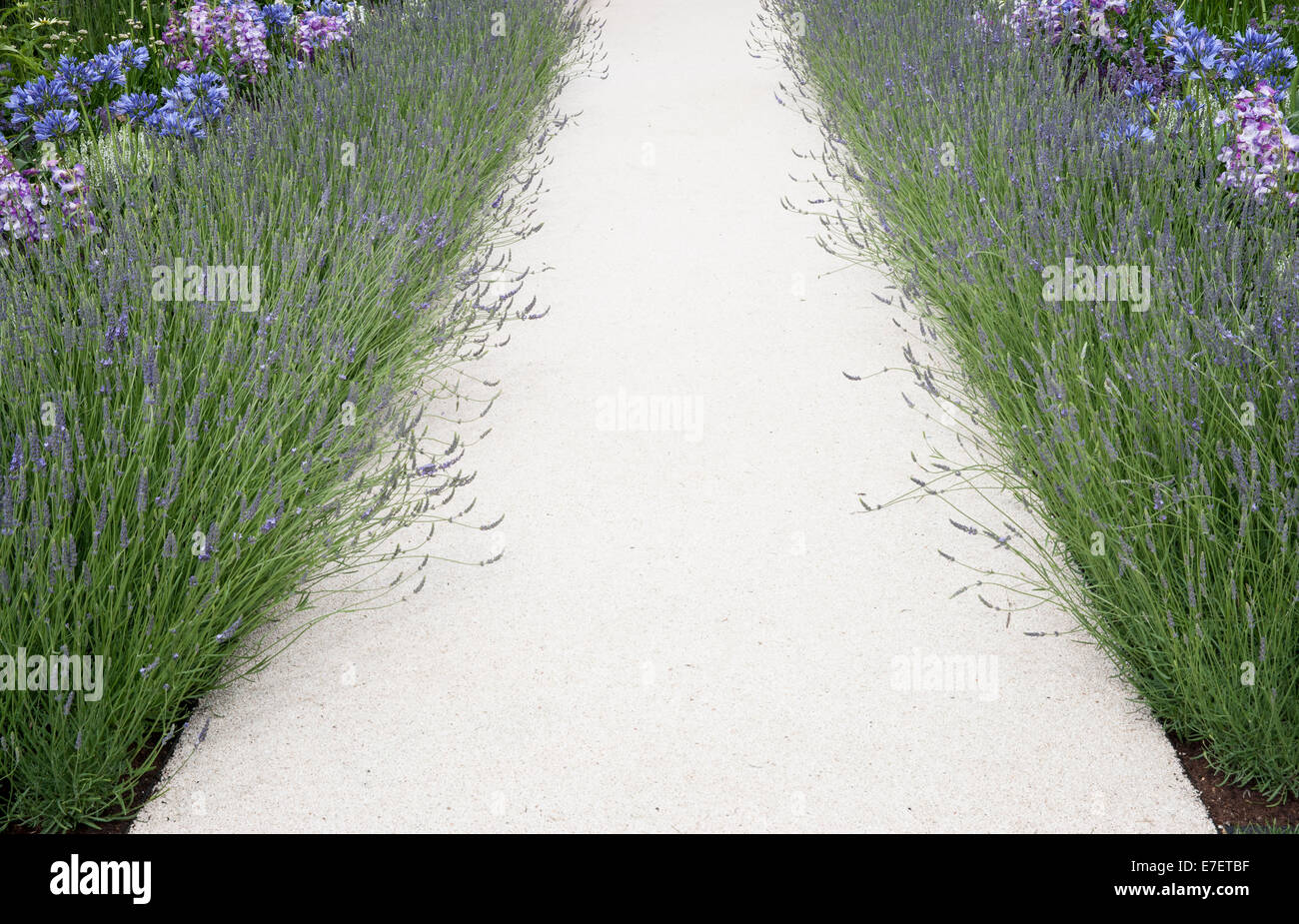 Lavender garden UK - lavender and stone paved paving path through the ...