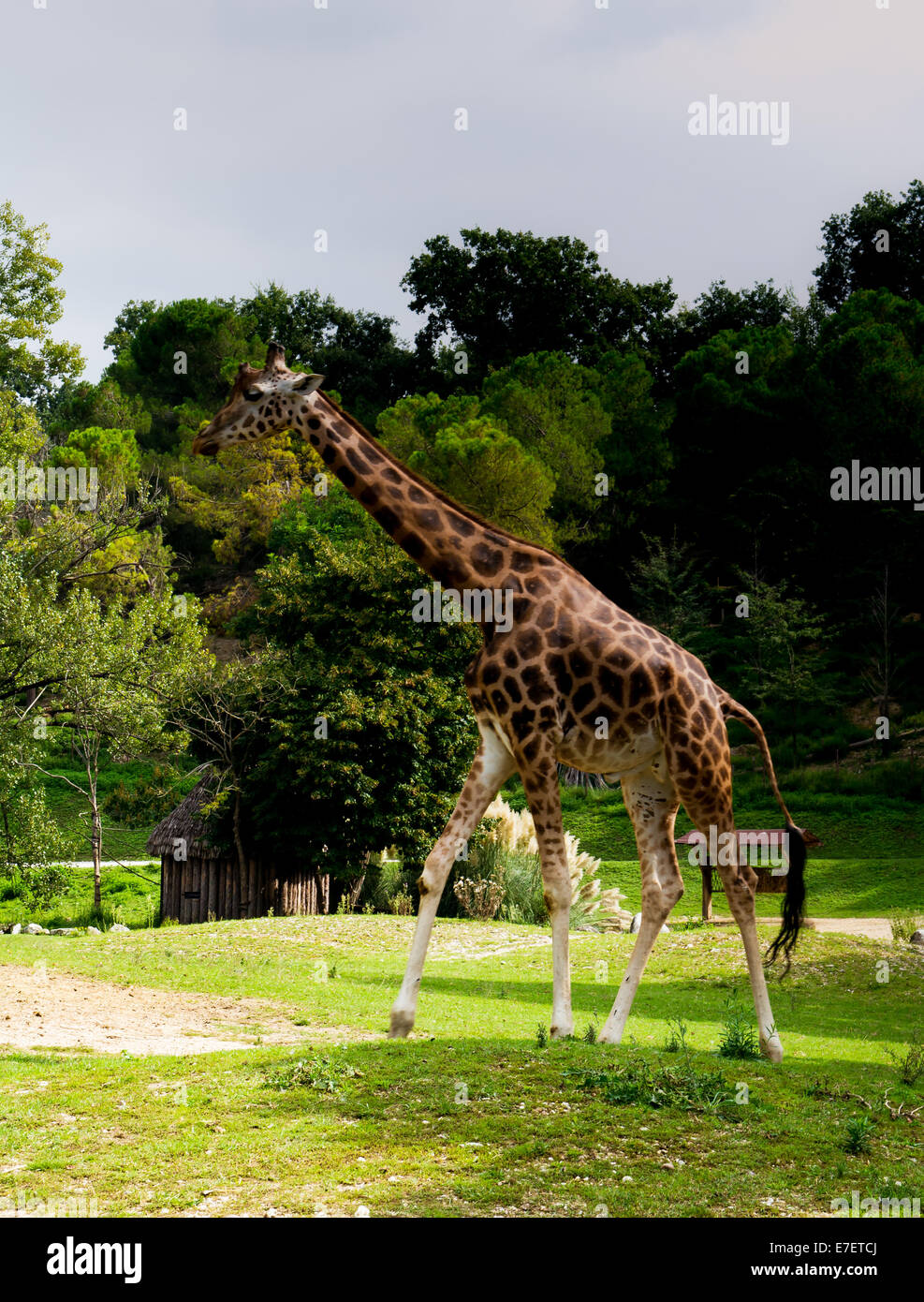 Giraffa giraffe hi-res stock photography and images - Alamy