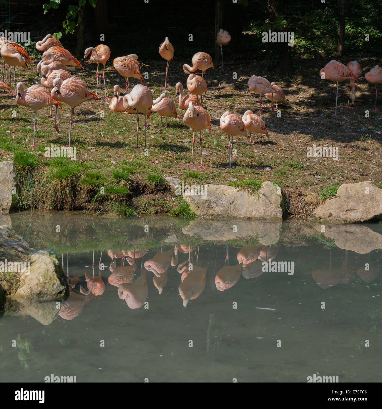 Roseate bird hi-res stock photography and images - Alamy