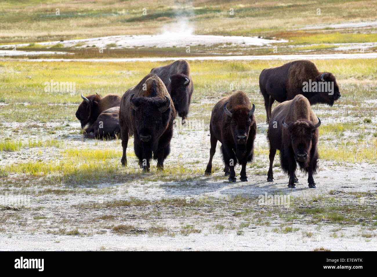 Angry buffalo hi-res stock photography and images - Alamy