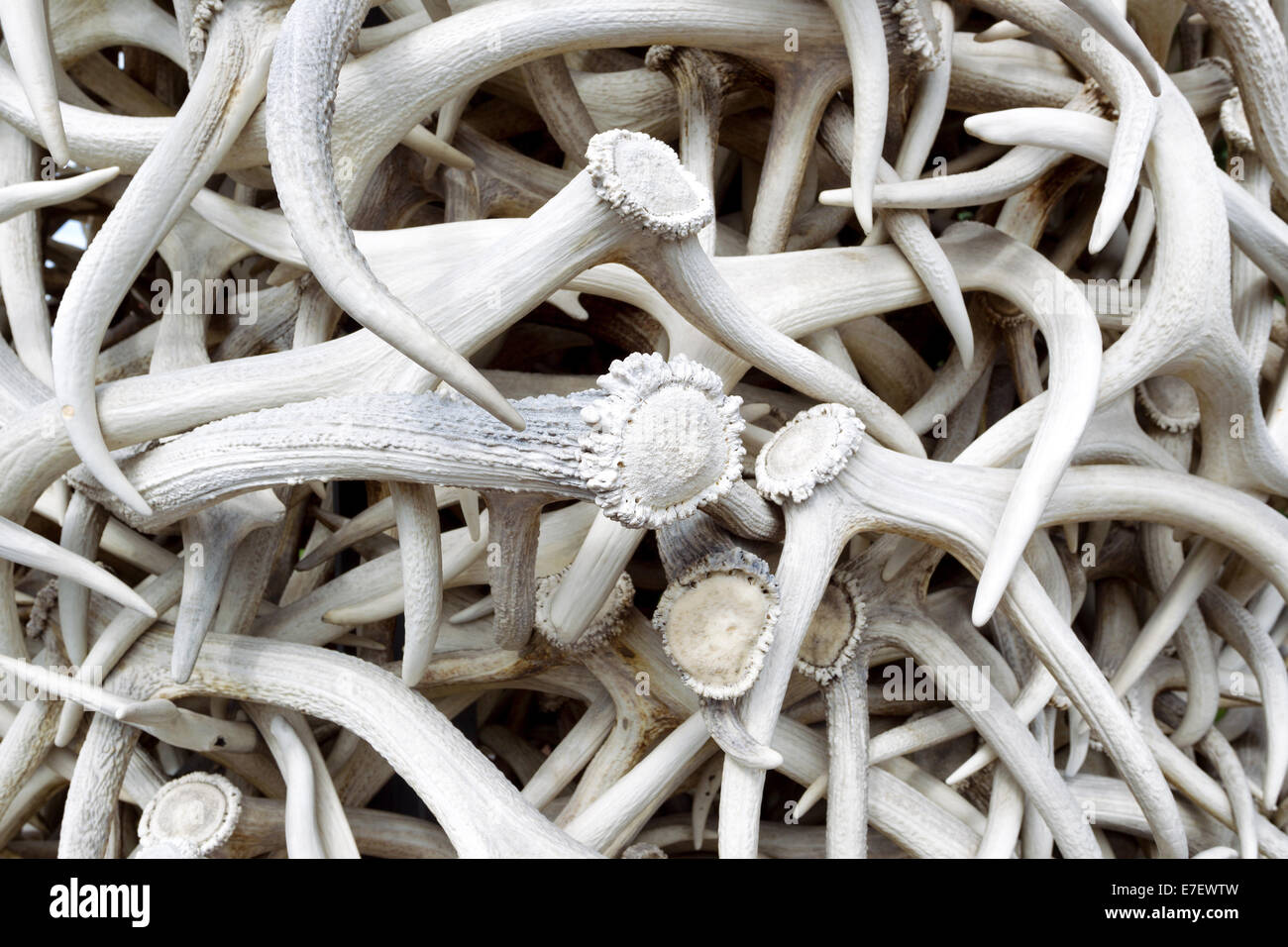 Real antlers hi-res stock photography and images - Alamy
