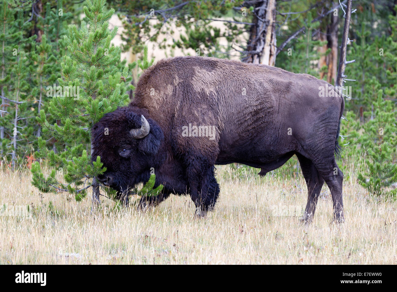 North american bison hi-res stock photography and images - Alamy