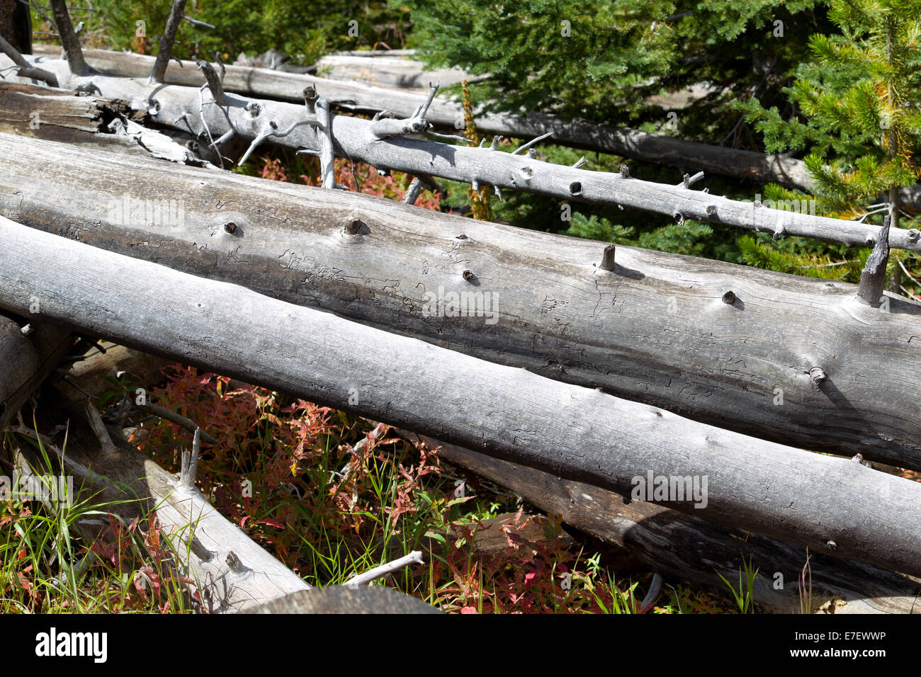 Horizontal image of weathered trees, lying on ground, within ...