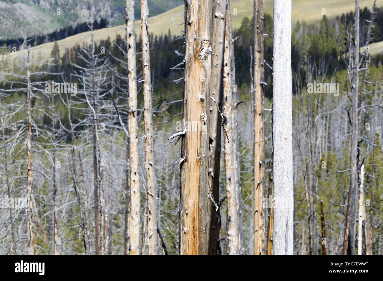 Weathered trees hi-res stock photography and images - Alamy