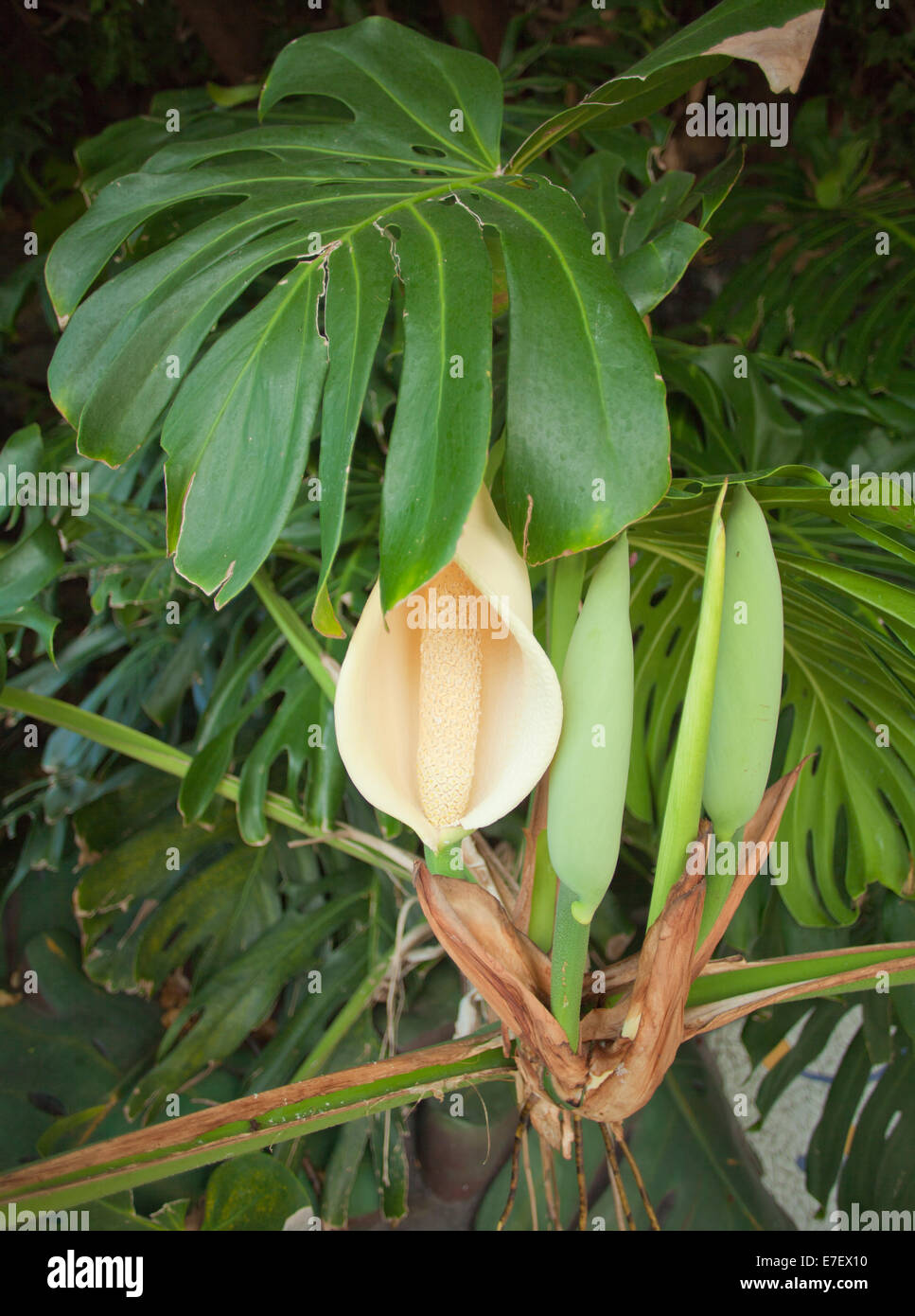 flowering monstera plant natural background Stock Photo - Alamy