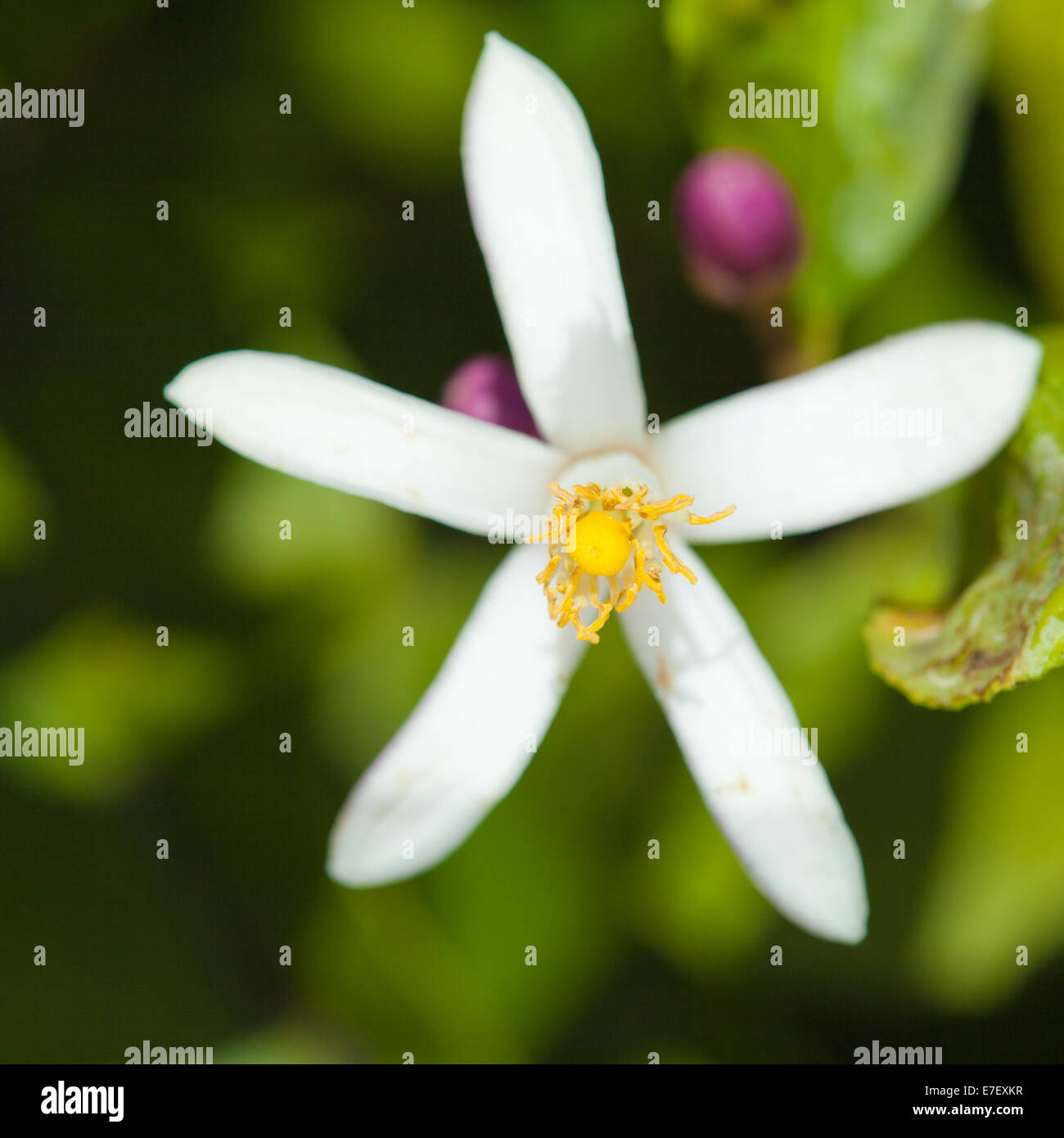 flowering lemon natural background Stock Photo - Alamy