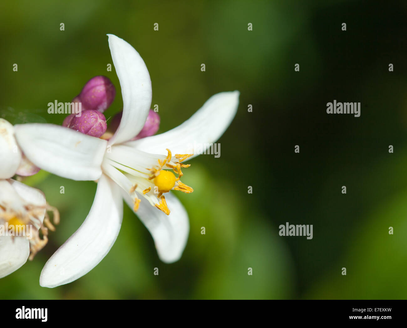 flowering lemon natural background Stock Photo - Alamy