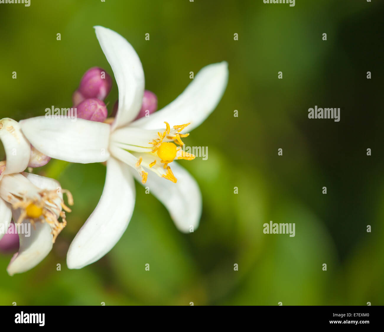 flowering lemon natural background Stock Photo - Alamy