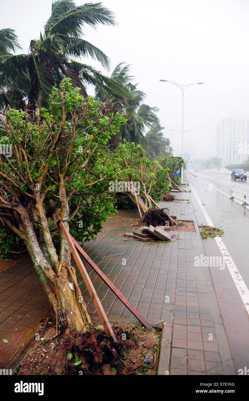 Haikou, China's Hainan Province. 16th Sep, 2014. Trees are blown down ...
