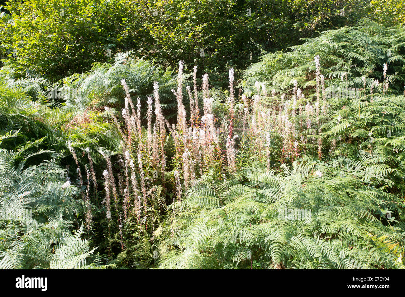Loxhore hi-res stock photography and images - Alamy