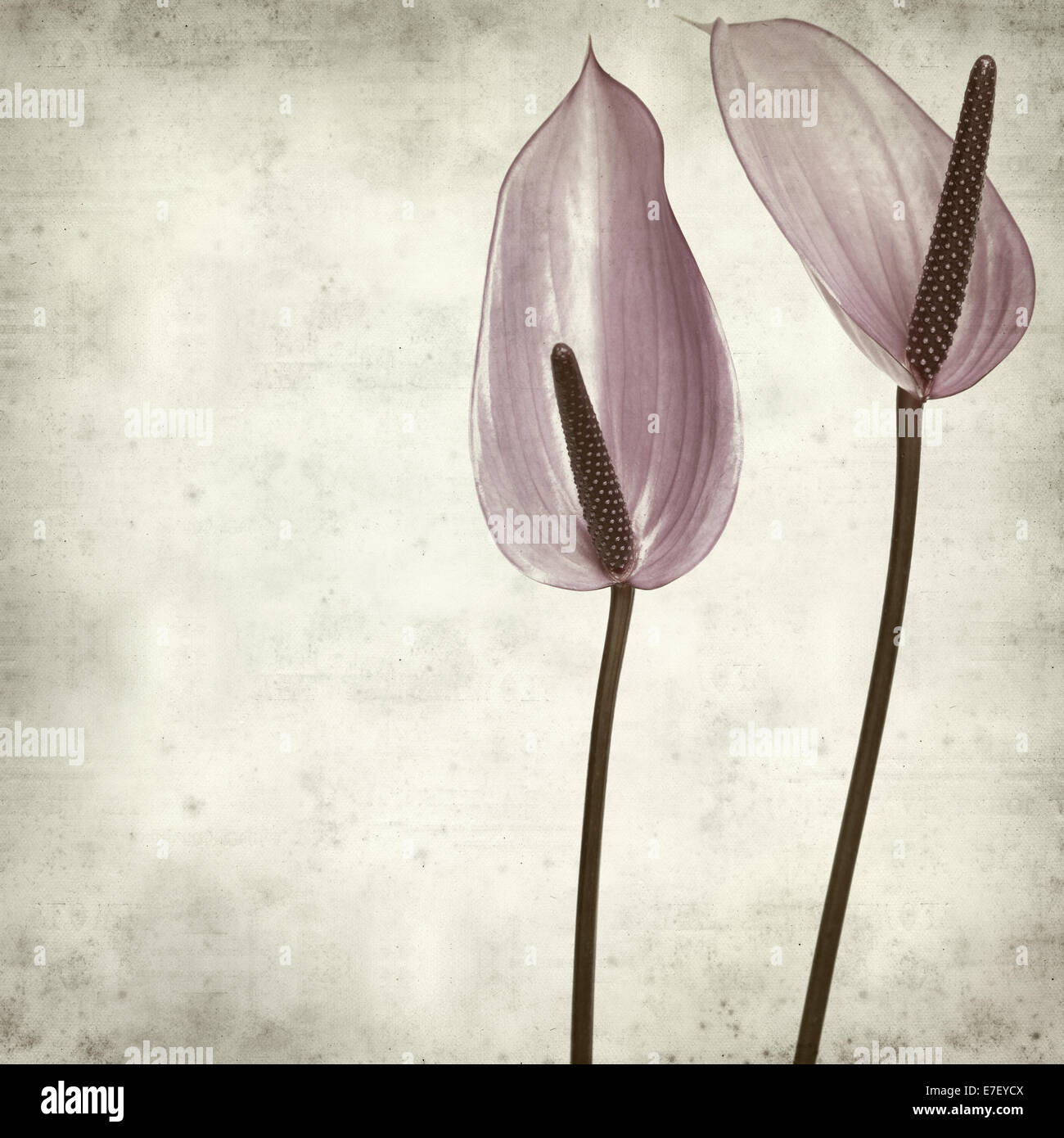 textured old paper background with purple anthurium Stock Photo - Alamy