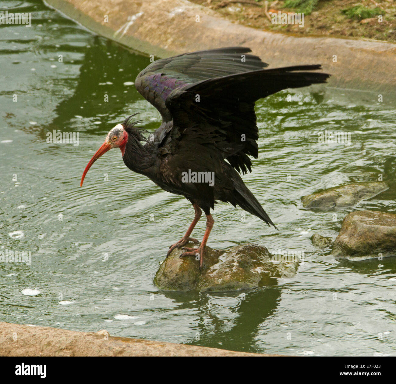 Bald ibis, Geronticus eremita, critically endangered species, with ...