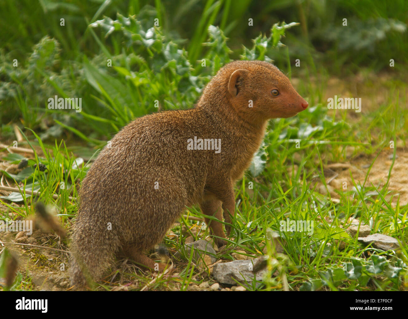 African dwarf mongoose, Helogale parvula, sitting among green ...