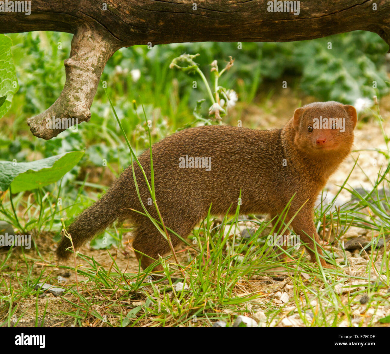 African Dwarf Mongoose High Resolution Stock Photography and Images - Alamy