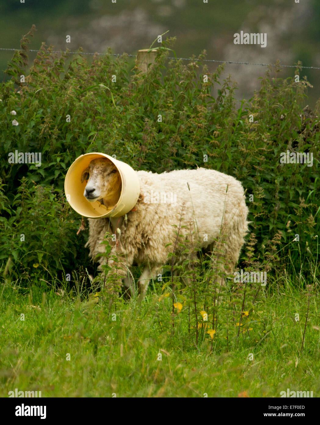 Injured sheep in field of green grass with bucket over head to prevent ...