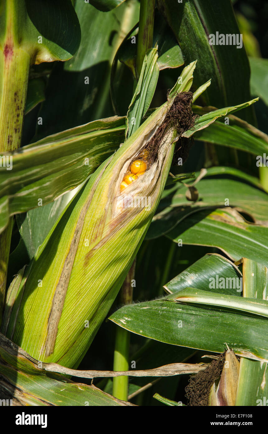 What Is Maize Ear at Mackenzie Ramos blog