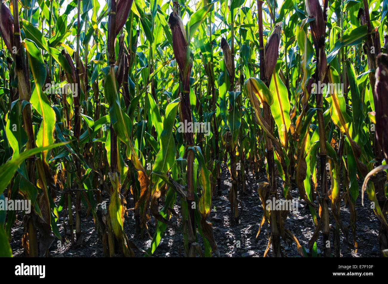 View from inside a corn field in backlight Stock Photo - Alamy