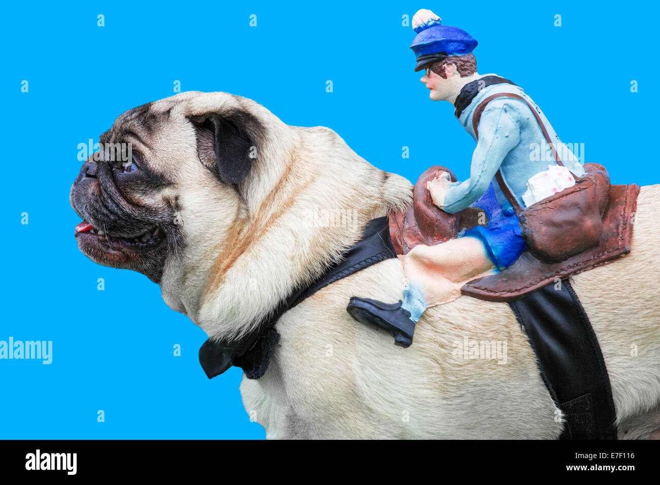 Pug dog with rubber puppet rider on blue background Stock Photo - Alamy