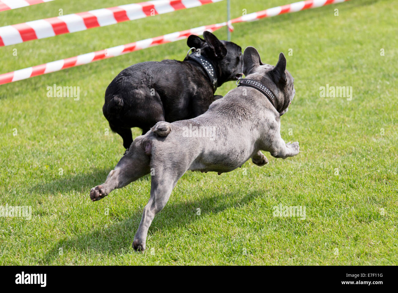 Two french bulldogs running on a lawn Stock Photo - Alamy