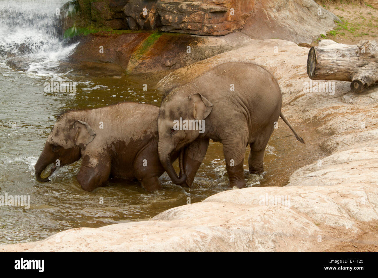 Two young Asian elephants playing in large pool of running water Stock ...