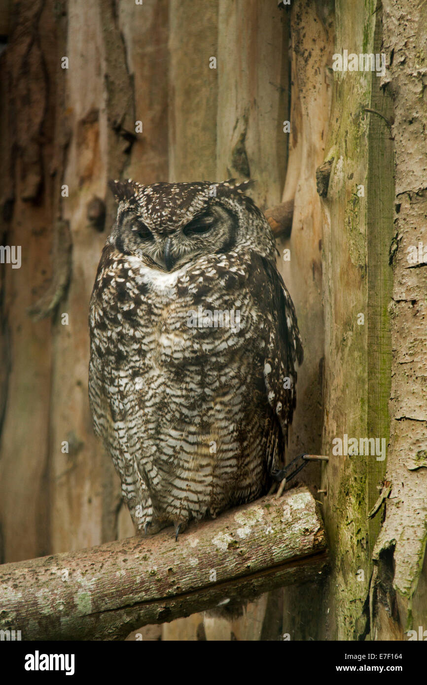 African spotted eagle owl, Bubo africanus africanus, at World Owl Trust ...