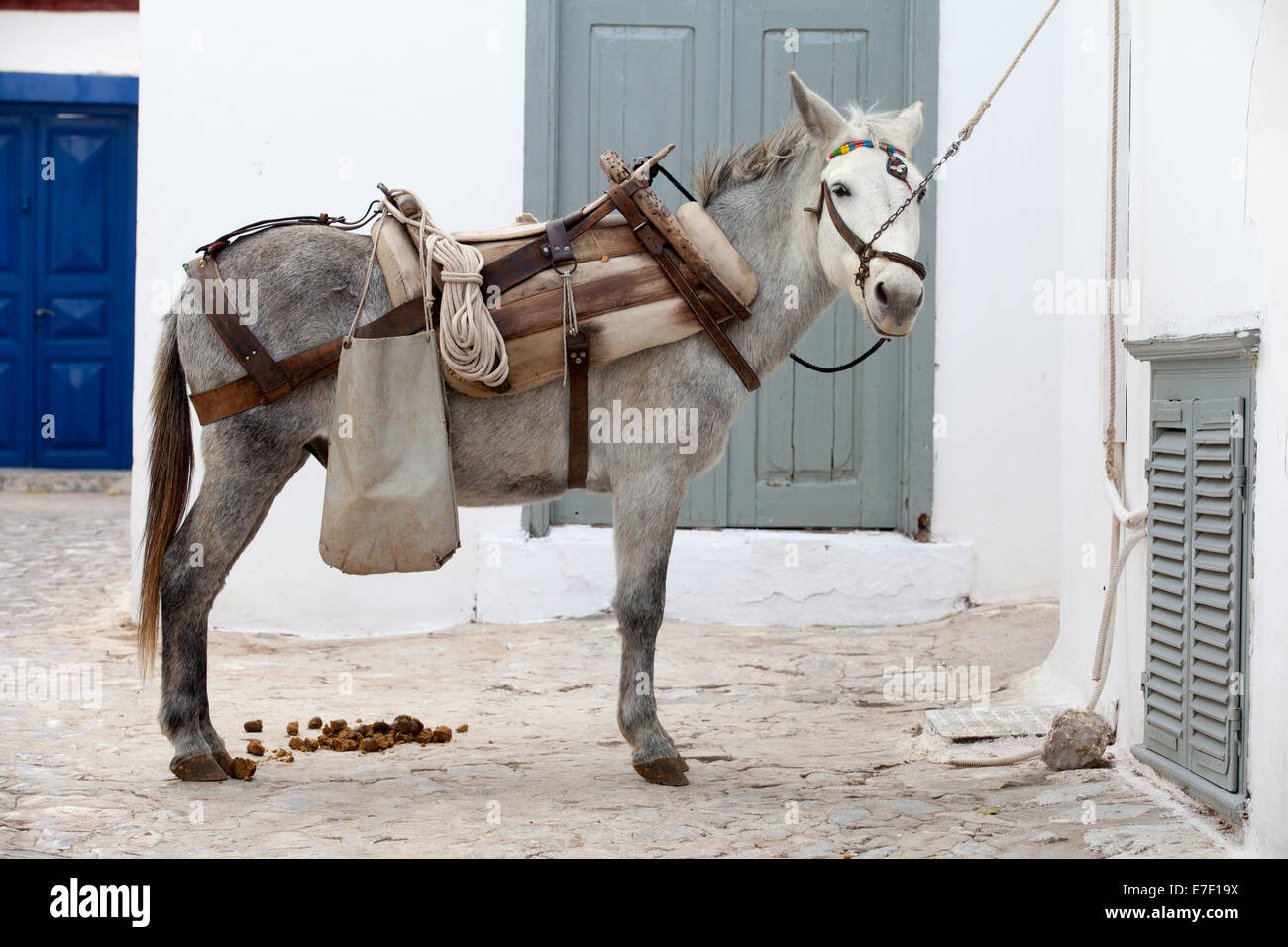 A working donkey on the Greek island of Hydra, where a ban on motor ...