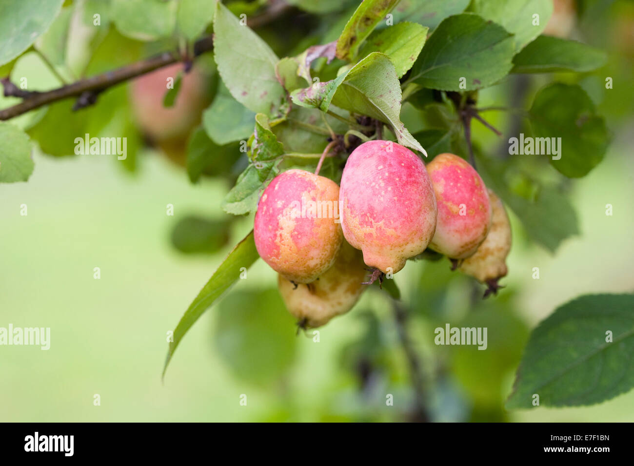 Malus kansuensis fruits in Autumn. Calva Crabapple fruit Stock Photo ...