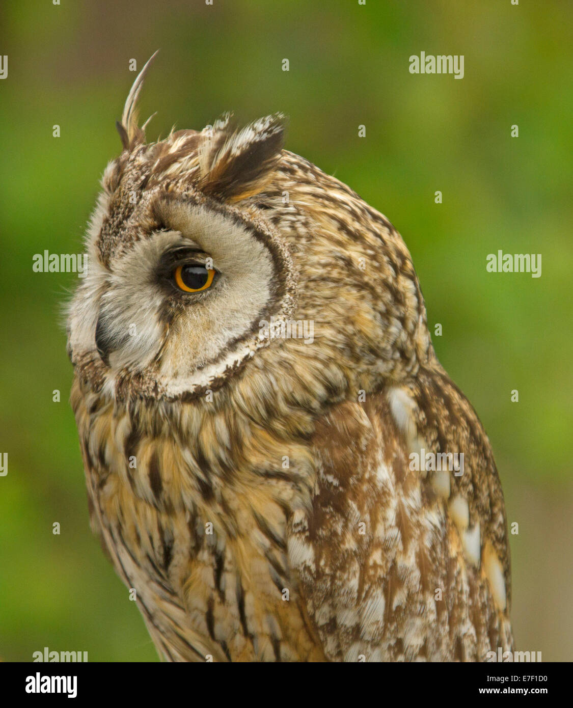 British owl hi-res stock photography and images - Alamy