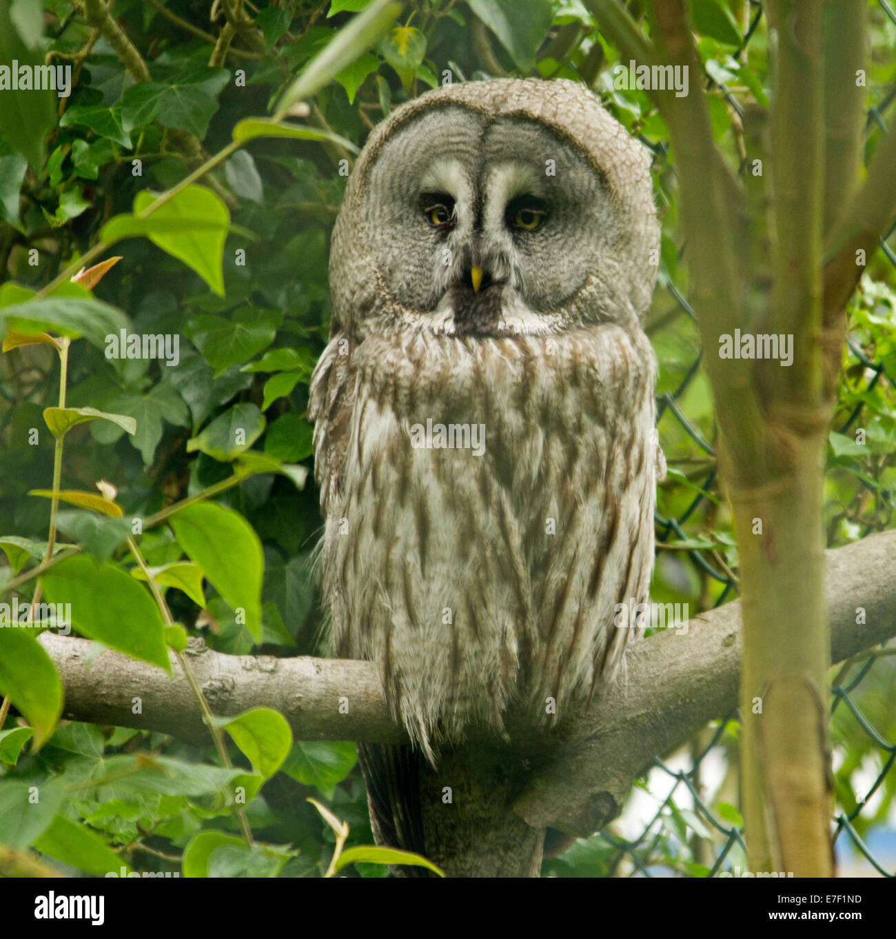 Great grey owl, Strix nebulosa, at World Owl Centre at Muncaster Castle ...