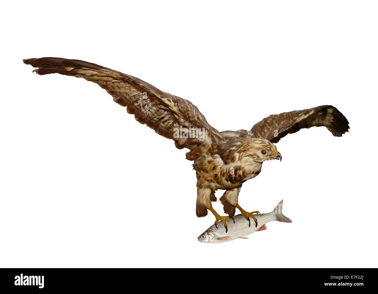 buzzard with fish on white background Stock Photo - Alamy