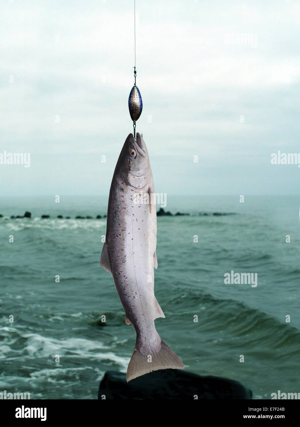 the salmon on fishing-rod on background of sea Stock Photo - Alamy