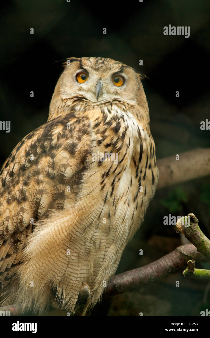 Turkmenian eagle owl, Bubo bubo, at World Owl Centre at Muncaster ...
