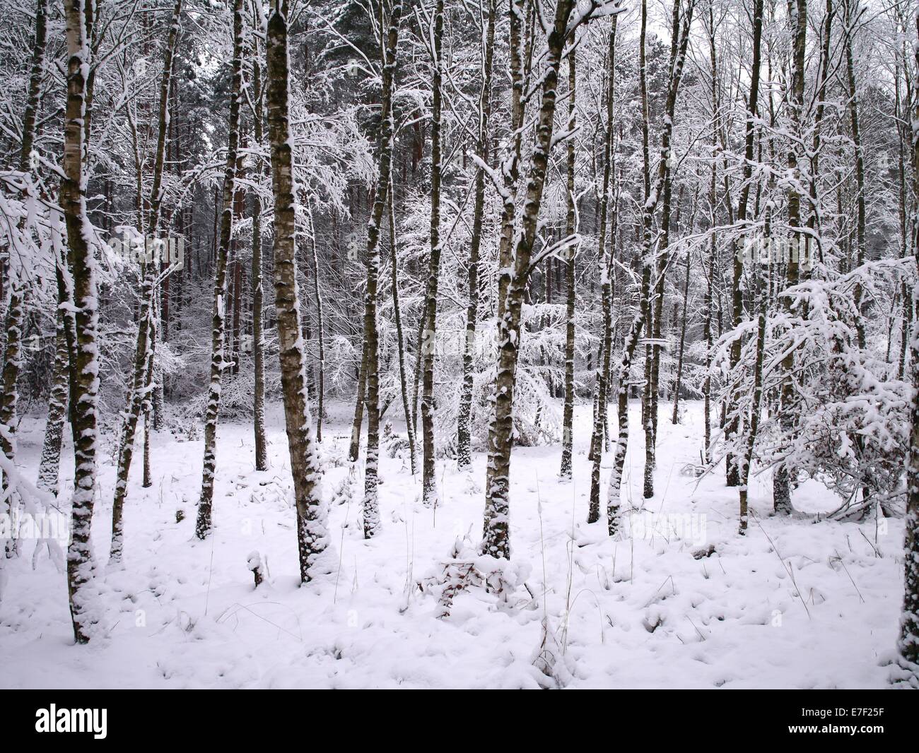 covered up with winter snow forest Stock Photo - Alamy