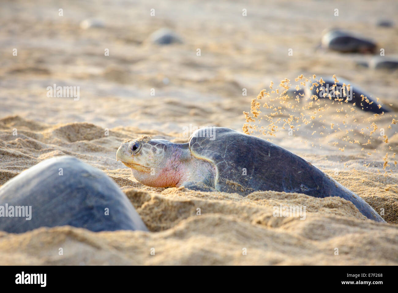Olive ridley sea turtle hi-res stock photography and images - Alamy